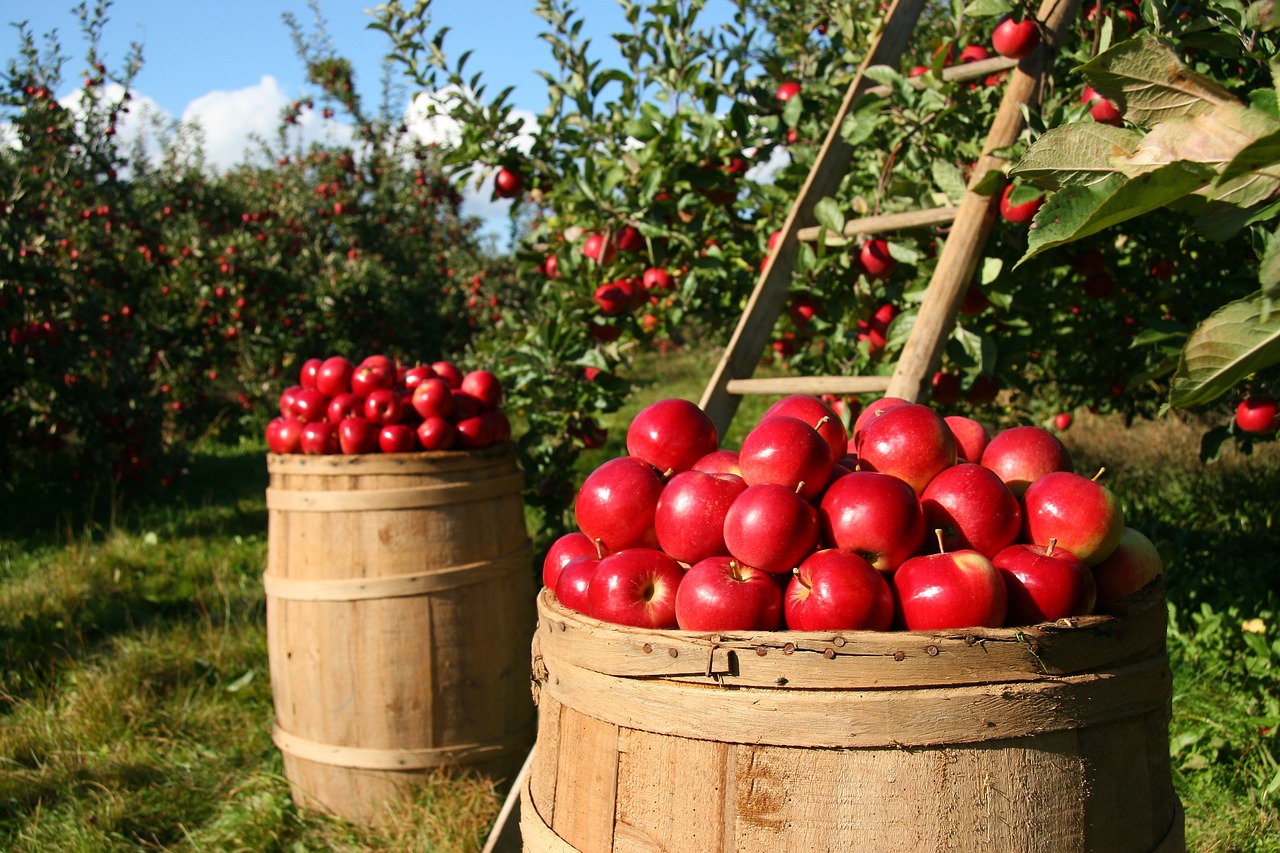 How to look after my apple trees: Monthly Orchard Planner | Apple ...